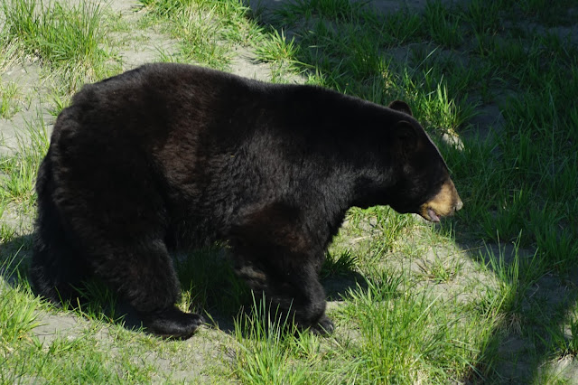 Lost But Loving It...In Alaska!: The End of an Em-bear-assing amount of ...