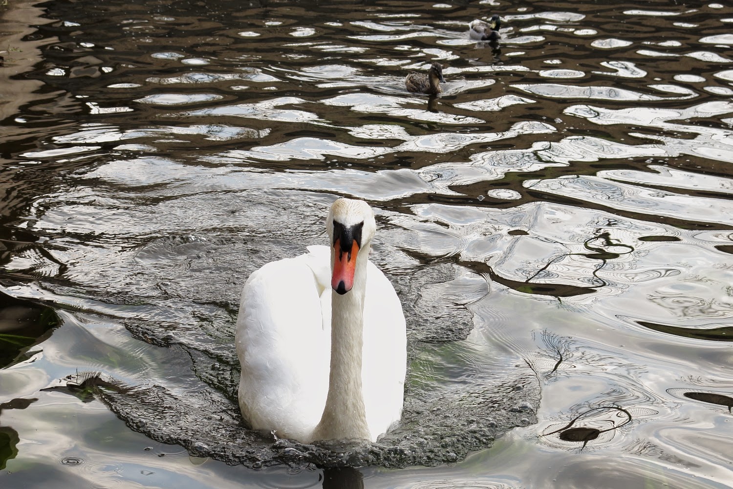 Norman & Norma - A Swan Love Story