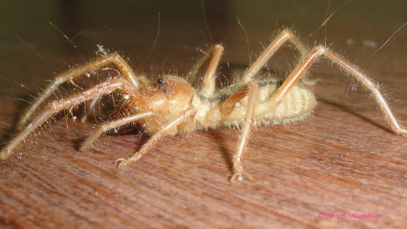 Biodiversity of Bharathidasan University: Camel spiders/wind scorpions ...