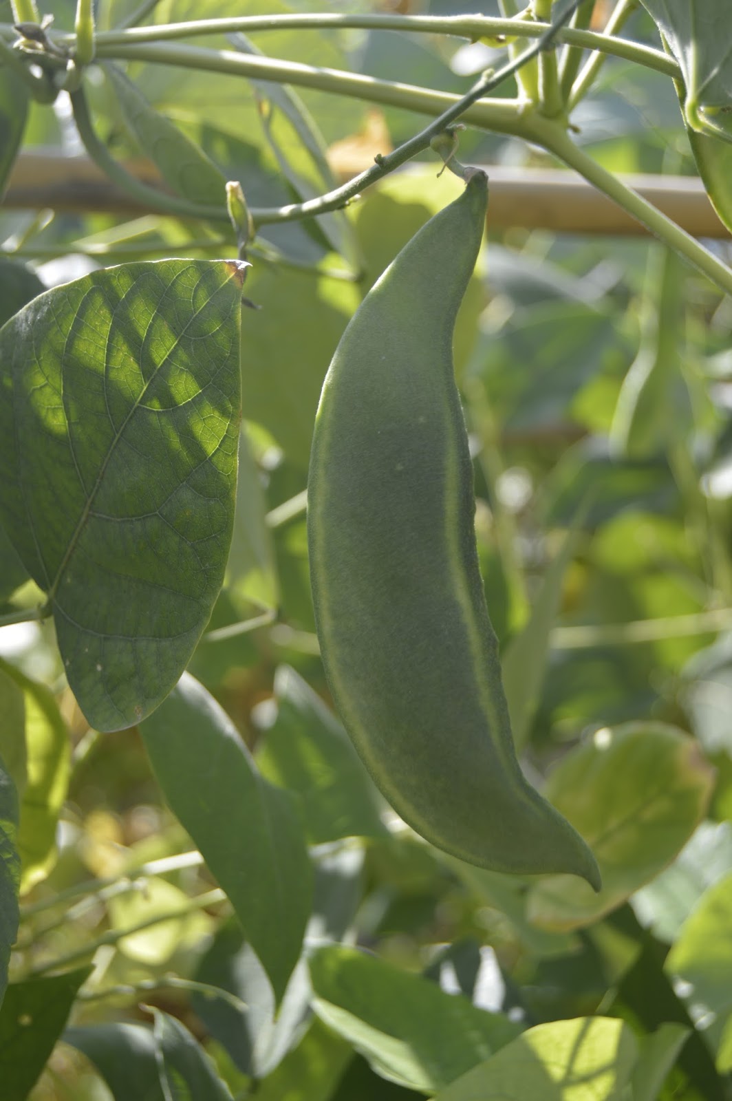 Huerto de Tatay: Recogiendo y guardando garrofónhuerto