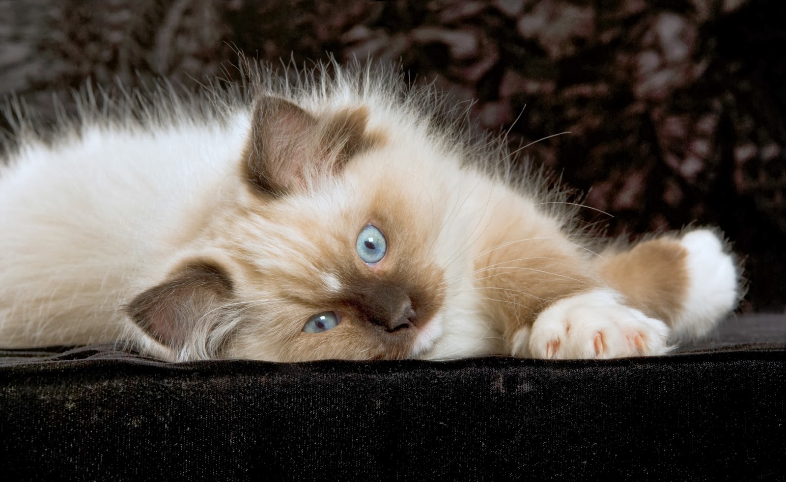 Information about Ragdoll Cat