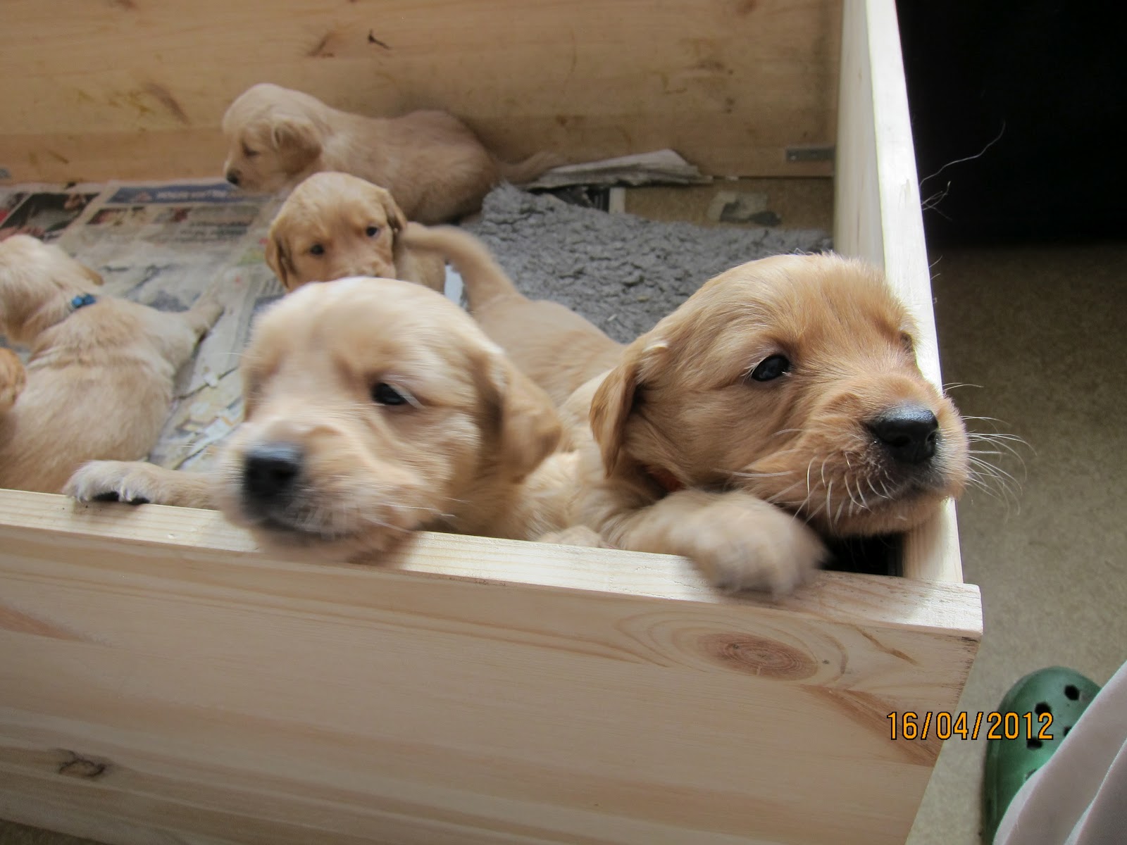 Golden retriever valpar