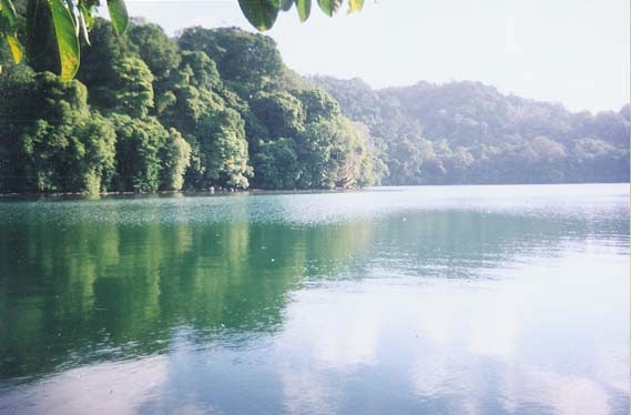Fishery Campus: Monster Ikan Masapi Danau Universitas Hasanuddin