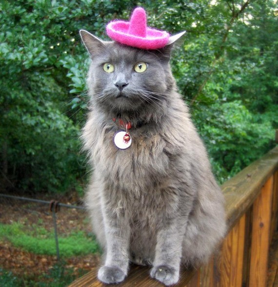 Hats For Cats: Fun Or Wanton Animal Abuse? | Mimi and Tilly