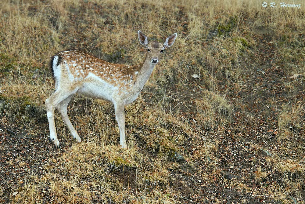 fotosricardo-h: GAMO I - Fallow deer I