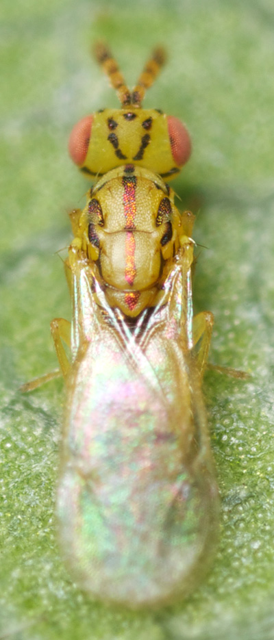ムシをデザインしたのはダレ？: ヒメコバチ科 ( Cirrospilus vittatus Walker ) ♀ その2