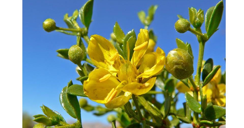 Amour All Naturals: Herb Crush: Shegoi a.k.a. Chaparral