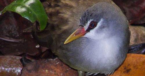 White-browed crake | Birds of India | Bird World