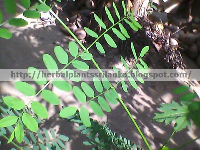 ADENANTHERA PAVONINA - මදිටිය