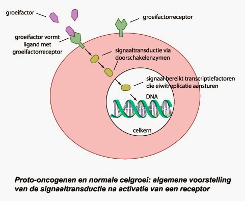 Medische Kennis: Proto-oncogenen