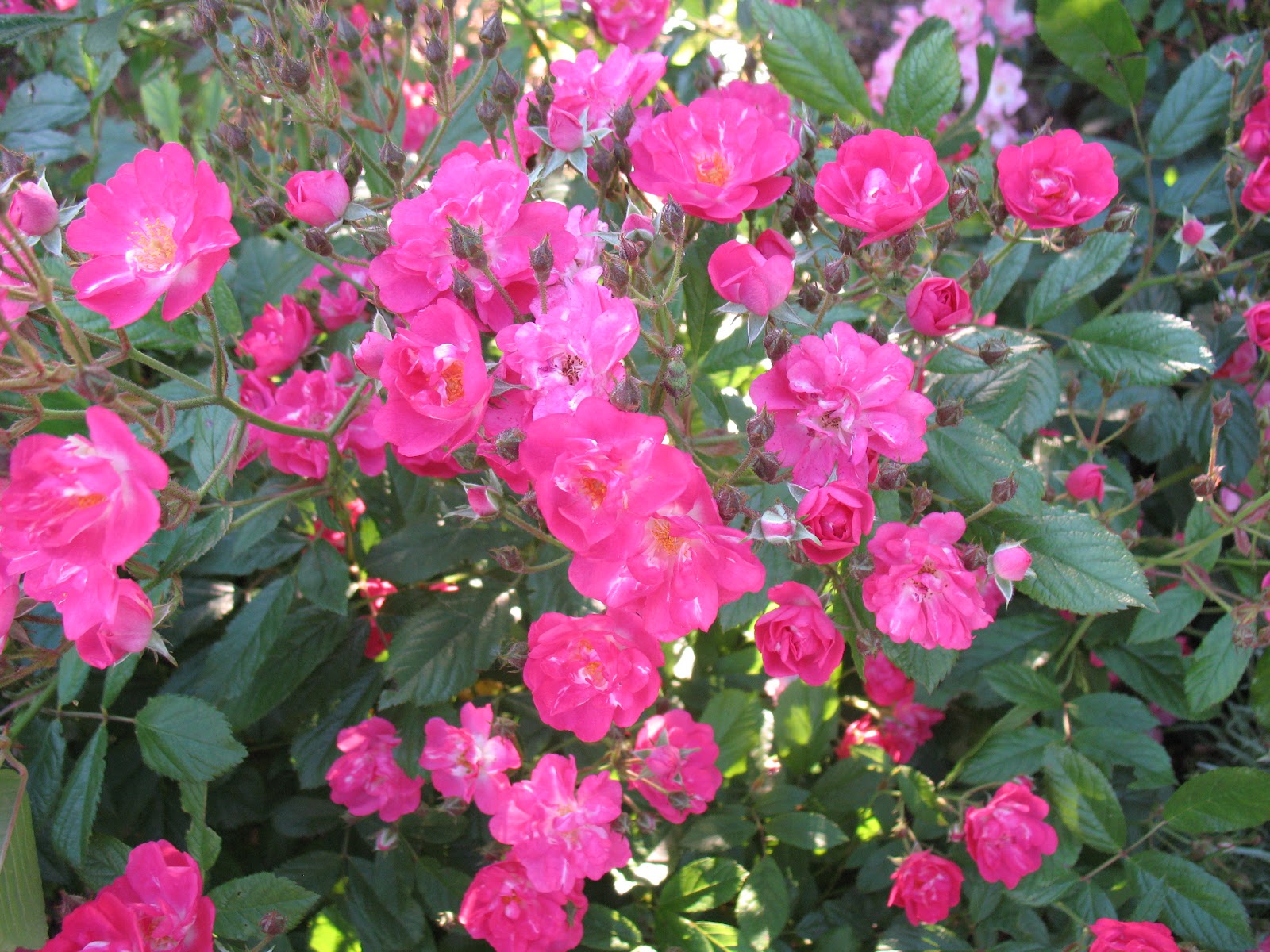 Roses du jardin Chêneland: Rosier "Robin Hood"