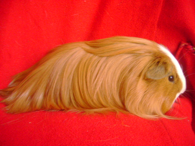 COballo de pelo largo - Imagui