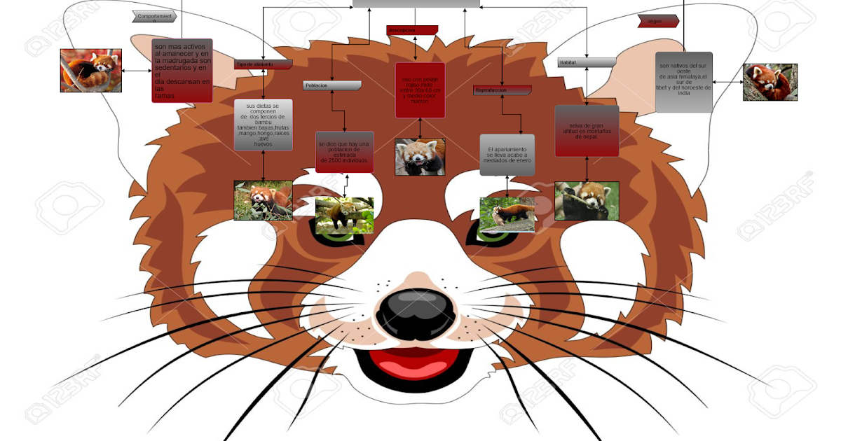 oso panda rojo mapa conceptual