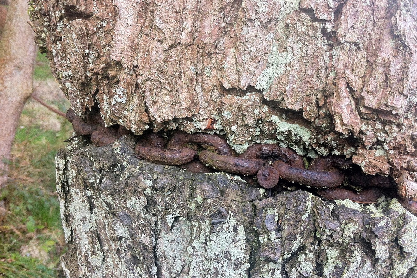 Trees, not chains. - p cubed presentations