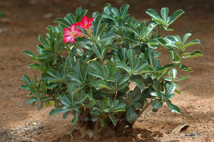 Adenium multiflorum care and culture | Travaldo's blog