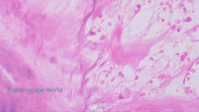 Microscope World Blog: September 2015