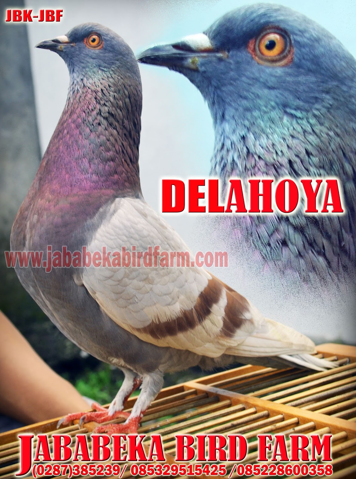 085228600358 / 085329515425 4 Karakter Kunci Merpati Kolong Juara Oleh ...