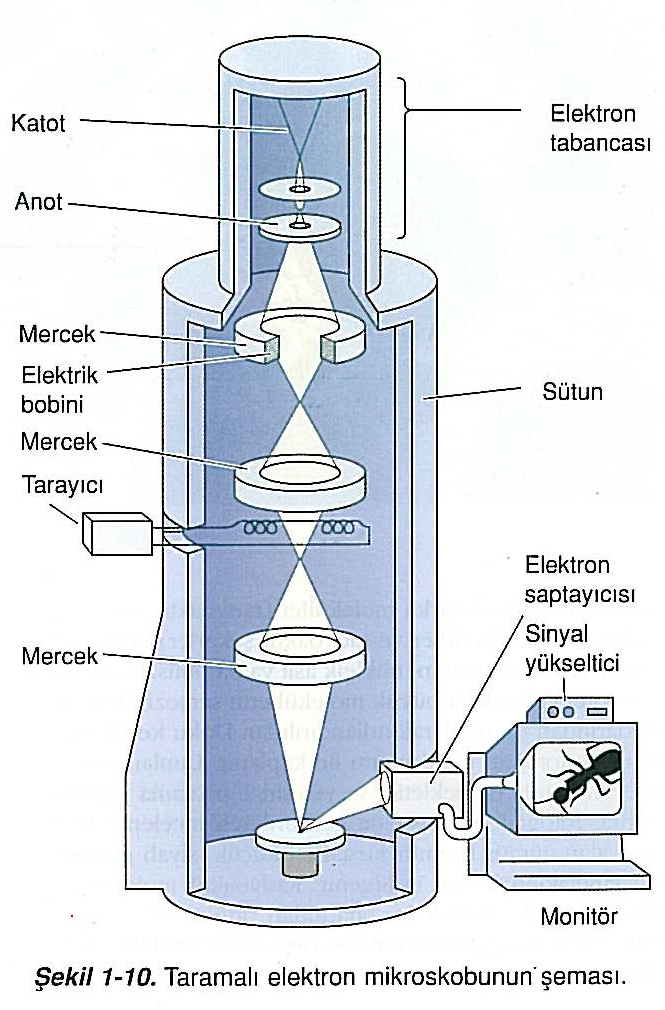Mikroskop (ışık mikroskobu ve elektron mikroskobu)