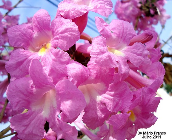 Meu Cantinho Verde: IPÊ-ROXO, IPÊ-ROSA - ( Tabebuia )
