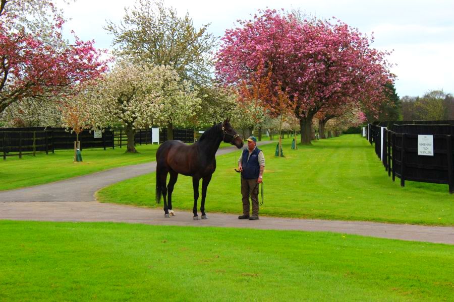 The National Stud Tour, Newmarket... 2017