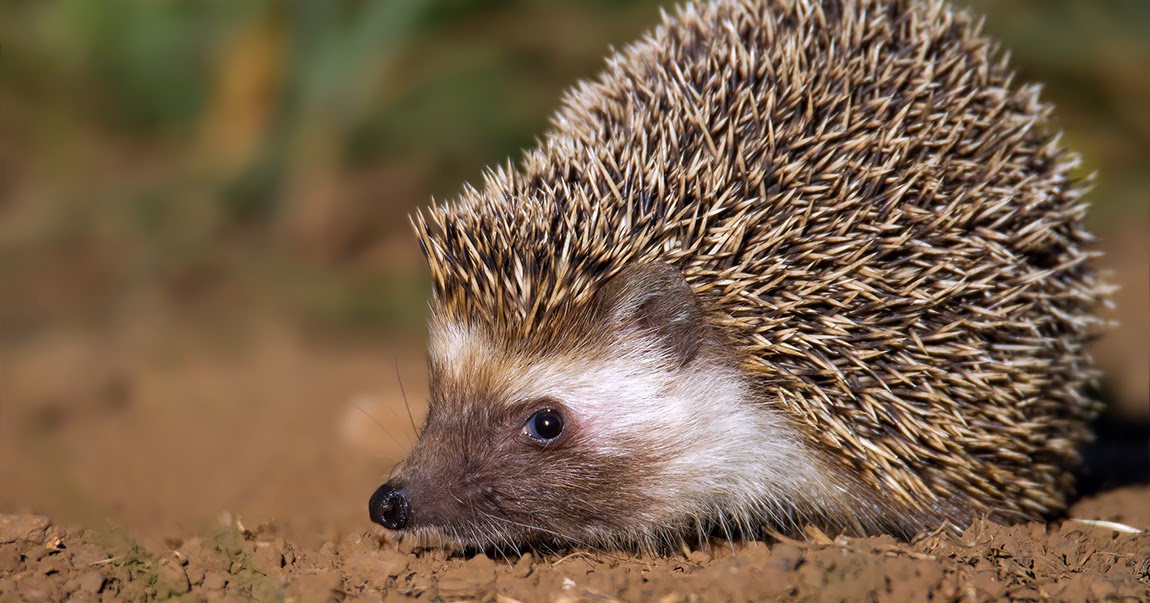 Observaciones de la naturaleza: Erizo común