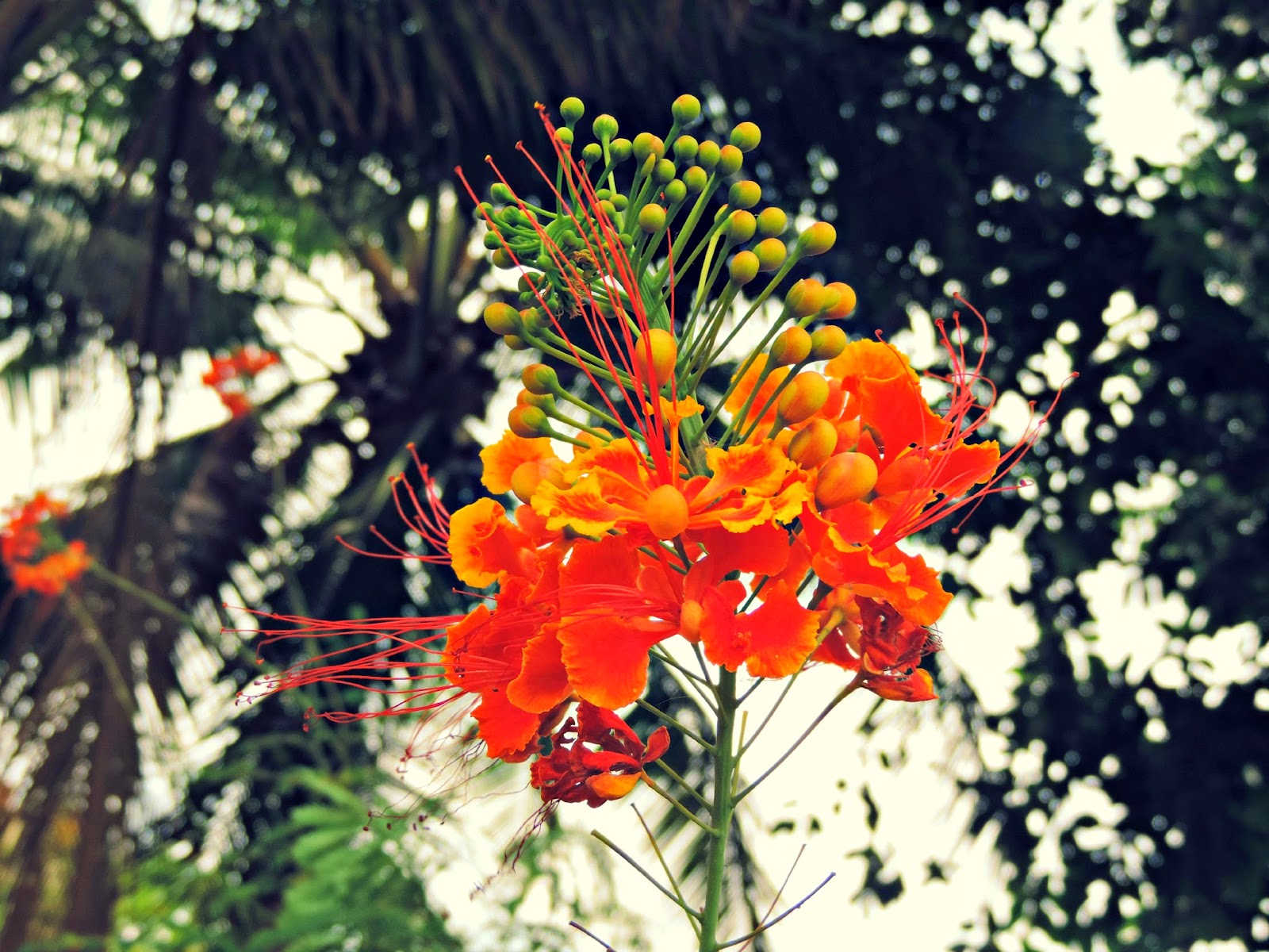 Thread Muse: Bamako, Mali!