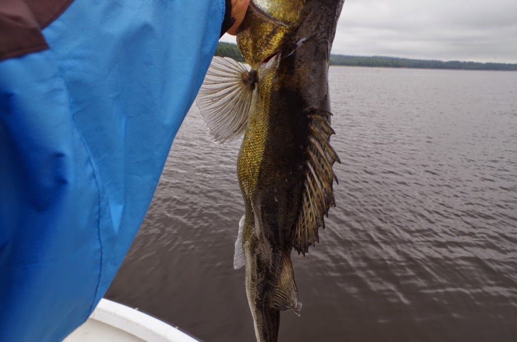 Fiskebröder: Fula fiskar. Fula jiggar. Fula fiskare.