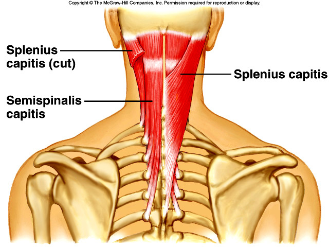 Splenius muscles - Medically