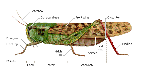 A grasshopper's anatomy