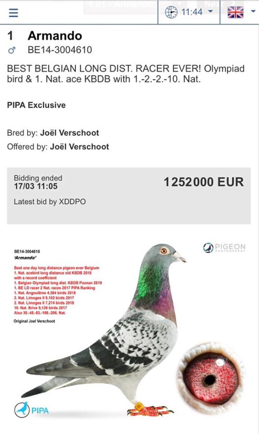 racing pigeons nieripigeons : Nuevo Record ARMANDO...final: Joël Verschoot