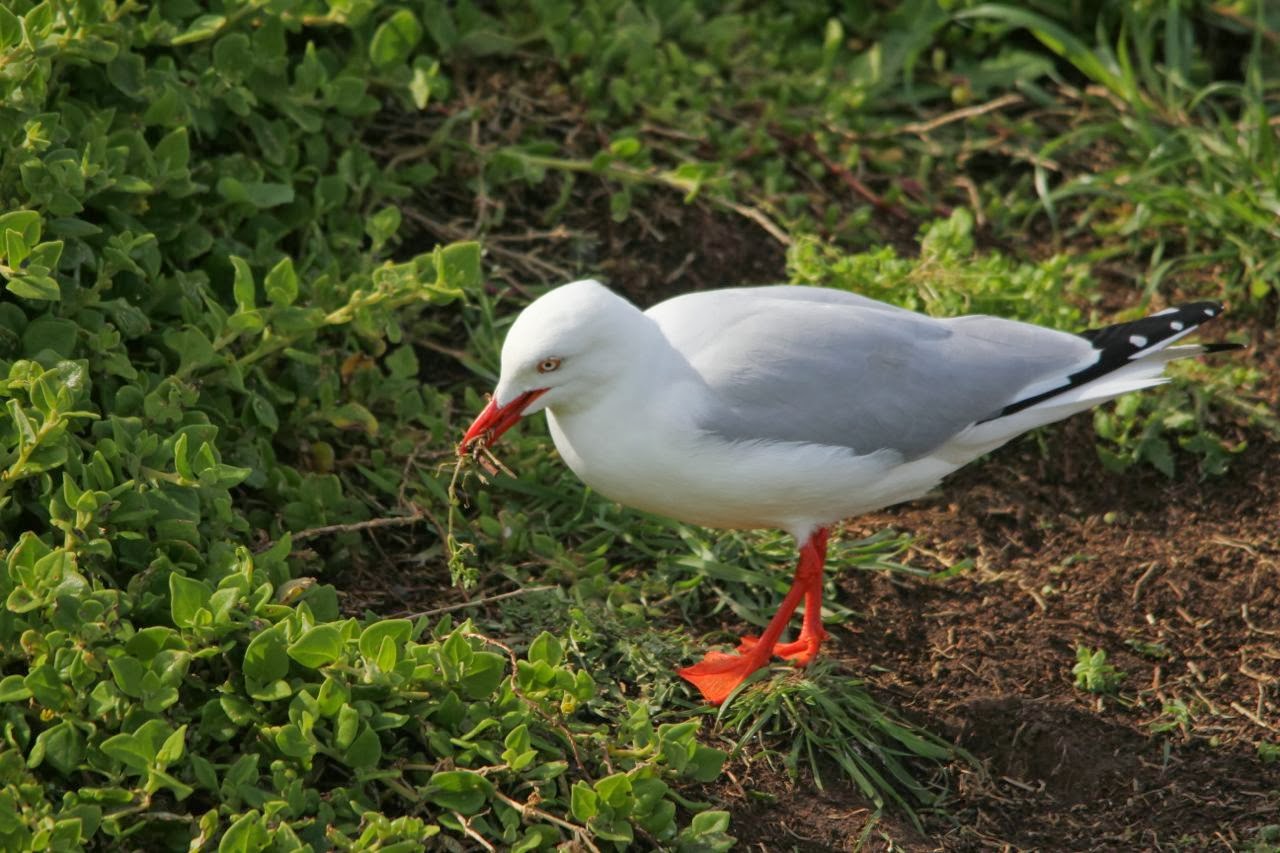 Pete's Flap Birding Aus: Silver gulls breeding colony, The Nobbies