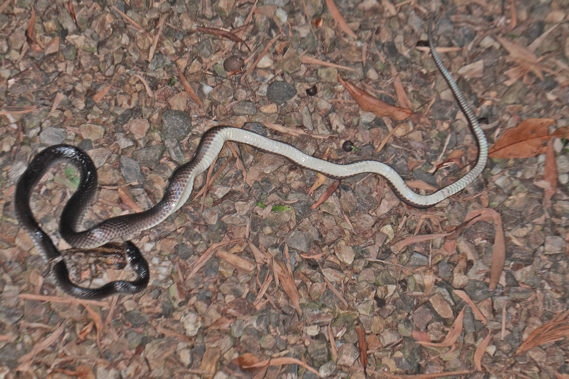 BunyipCo: A Sad Fate for a Harmless Snake