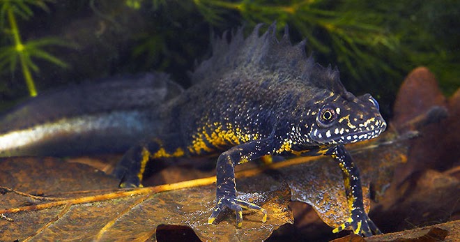 Info animales: EL TRITÓN CRESTADO