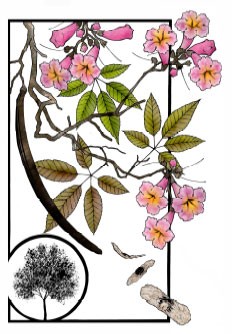 SALUD CON SENTIDOS: conoce las maravillas de Lapacho