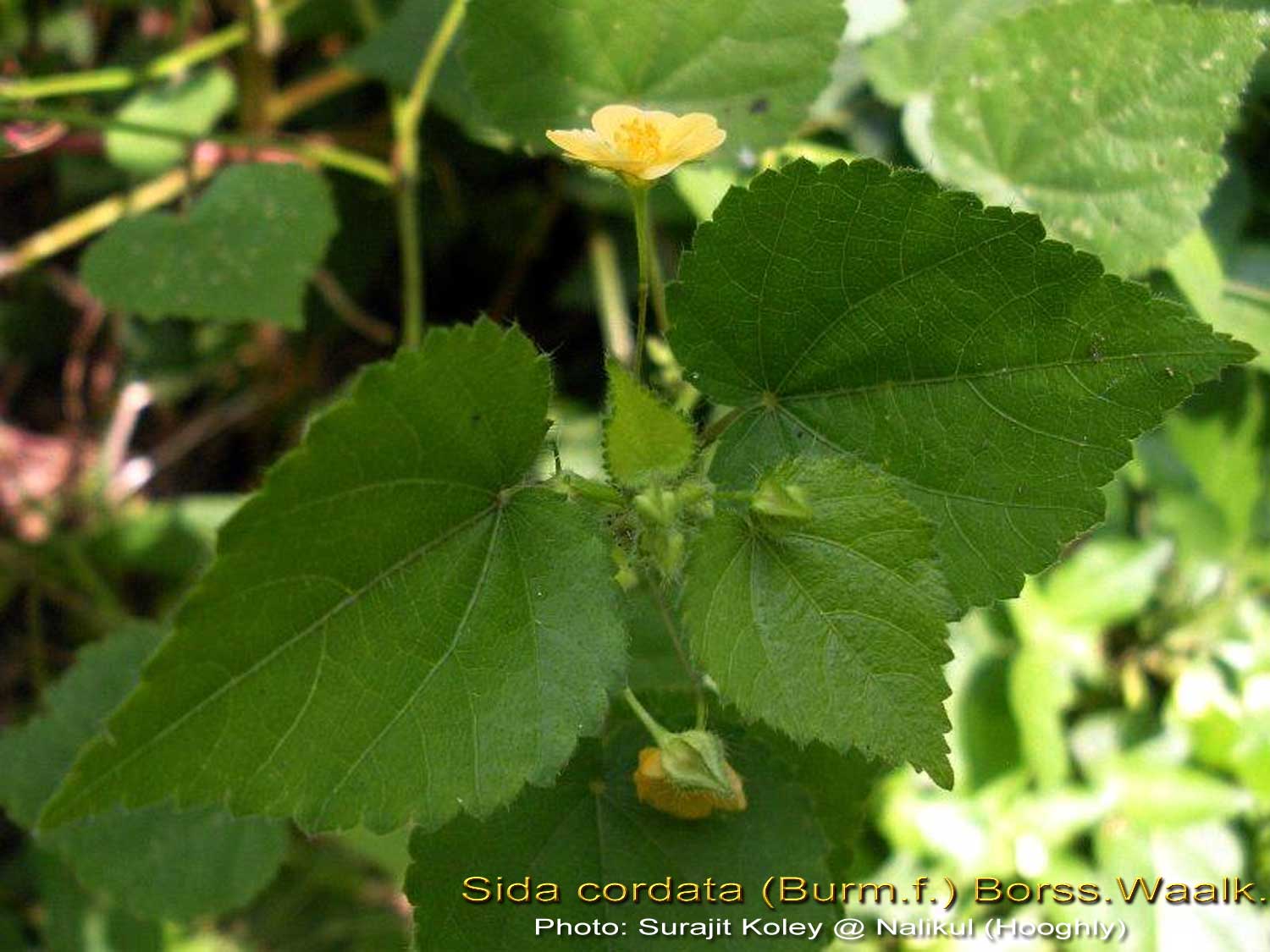 Medicinal Plants: Sida cordata bhumibala bhuinii kurunthotti Paavani ...