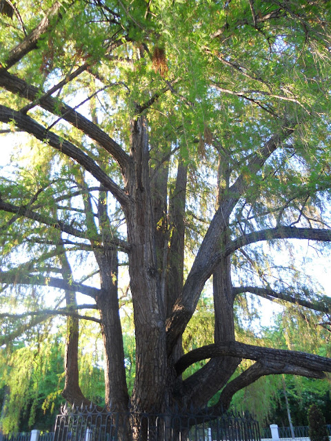 Historia y Genealogía: Ahuehuete, Taxodium Mucronatum Ten, en el ...