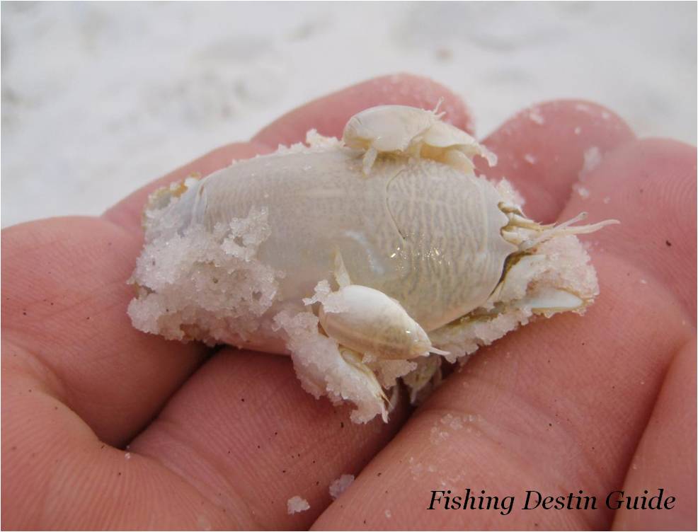 Snow Crab Love: Happy Mole Day!