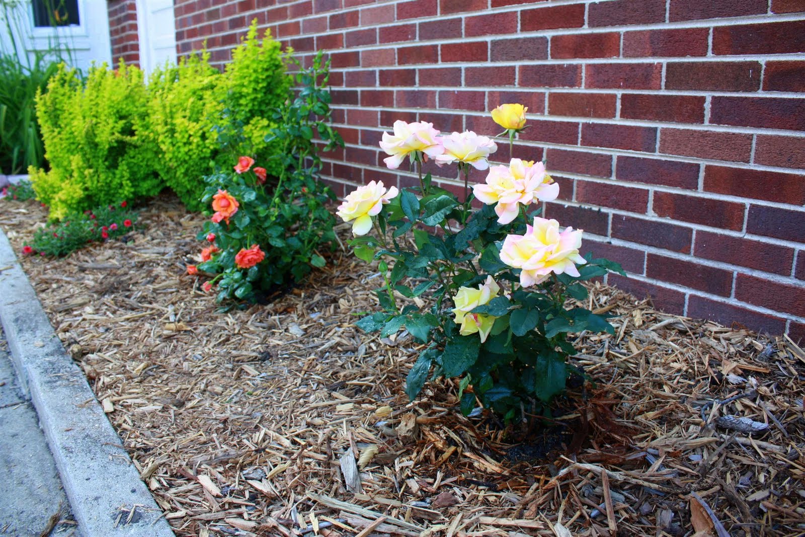 Russet Street Reno: New Roses