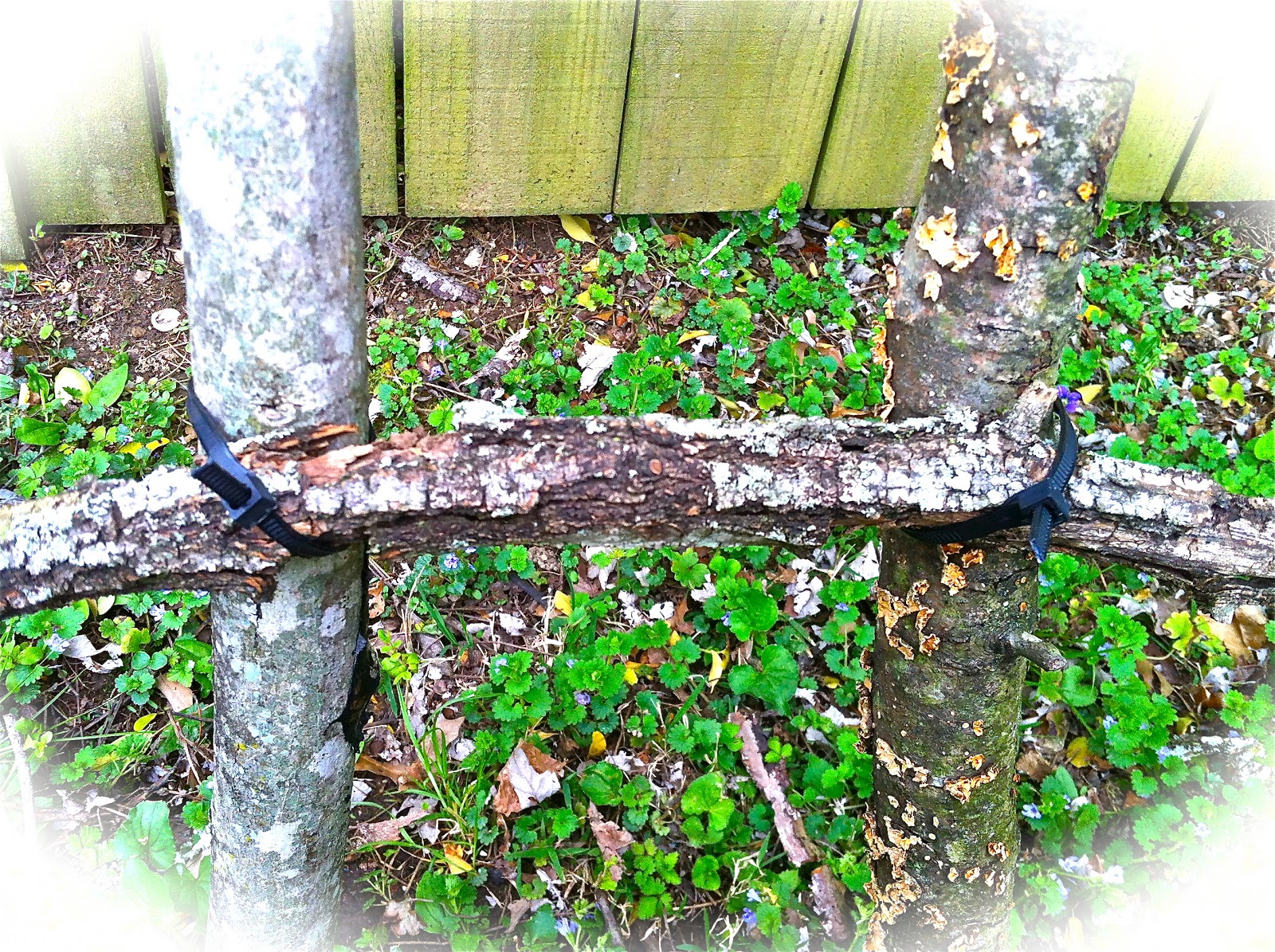 everyday donna: Make A Rustic Trellis From Fallen Tree Limbs