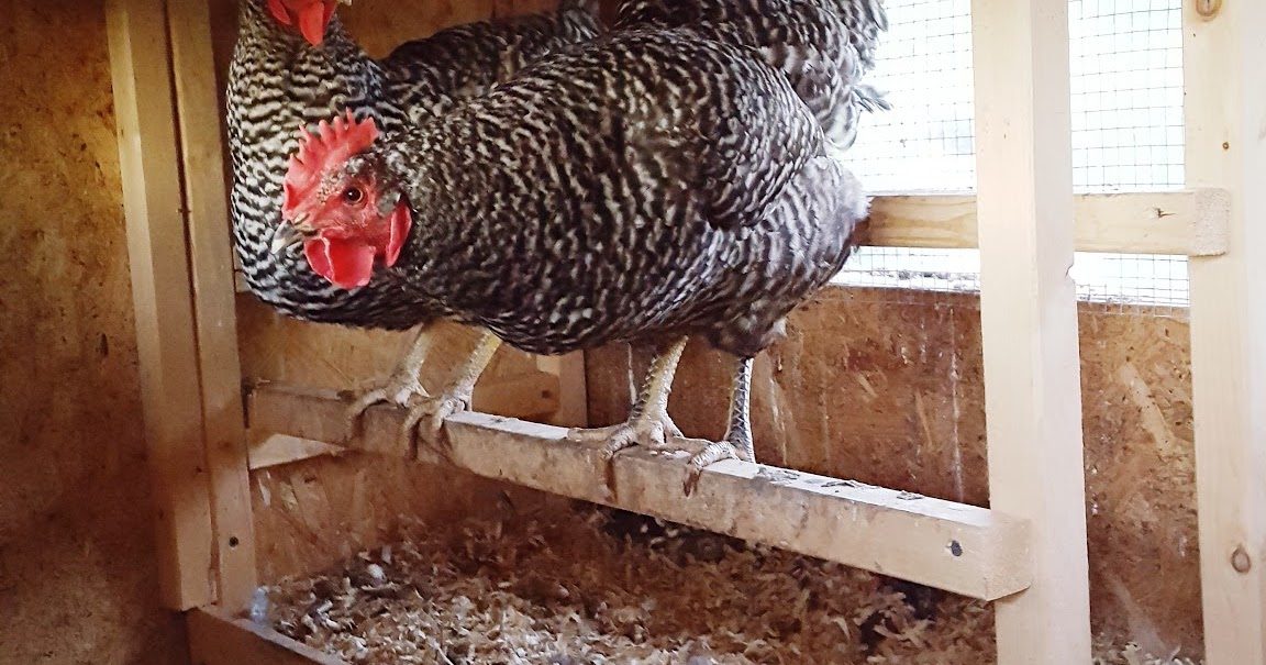 The American Haggard Housewife: Things They Don't Tell You About ...