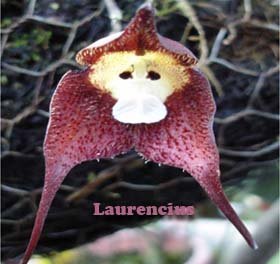 Foto Bunga Unik Dracula Simia, Anggrek Monyet dari Ekuador - Laurencius