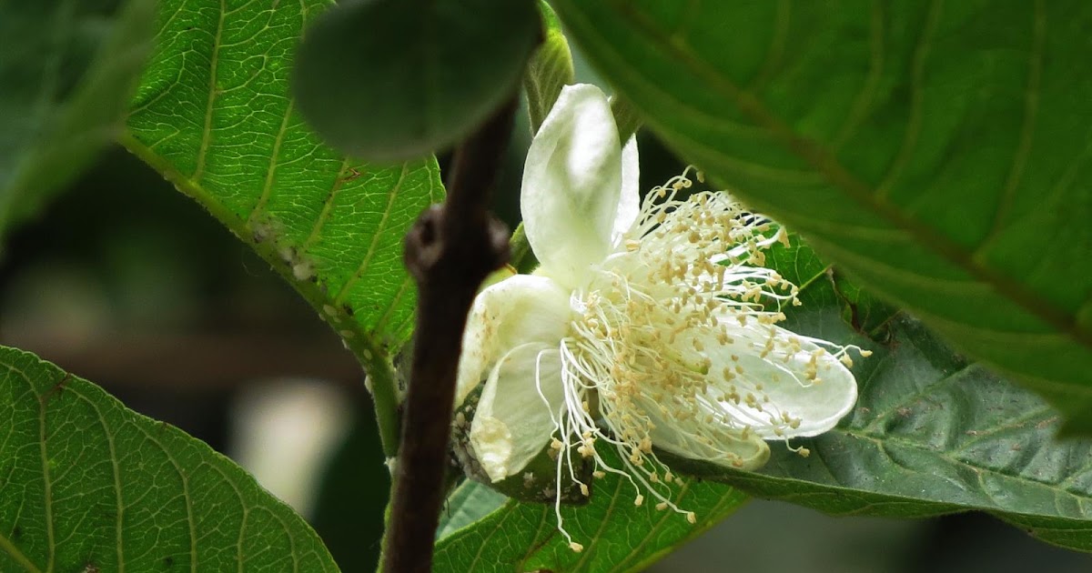 Common guava - Psidium guajava