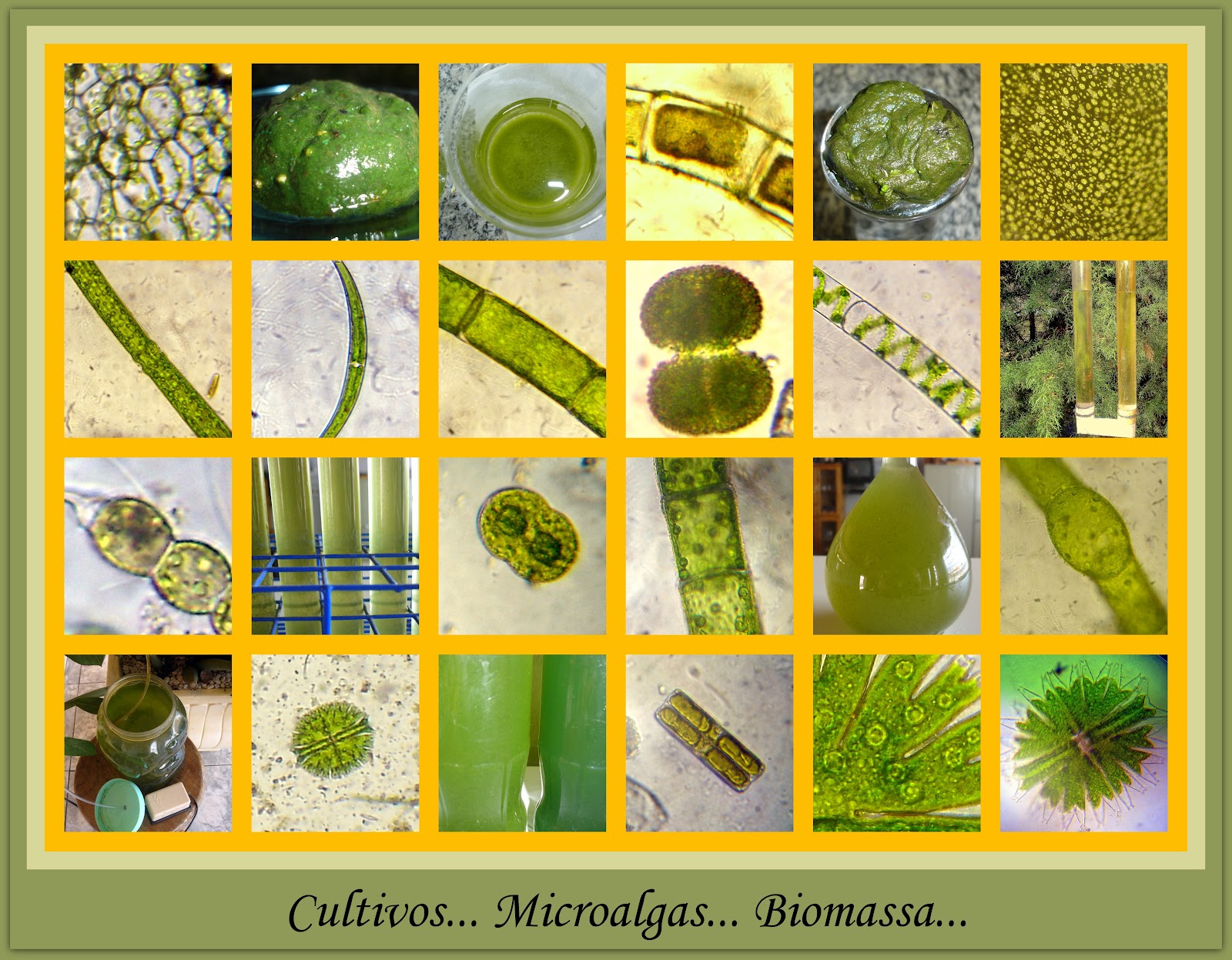 Cultivo de Microalgas em Fotobiorreatores: Microalgas... Produção de ...