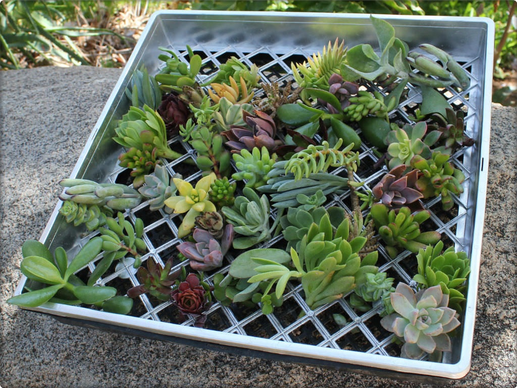 Secrets to Success When Propagating Succulent Plants