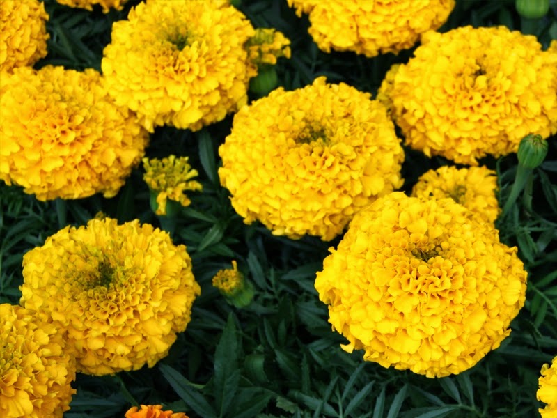 Koleksi Tanaman Hias: Bunga Tahi Kotok (Tagetes Erecta L.)