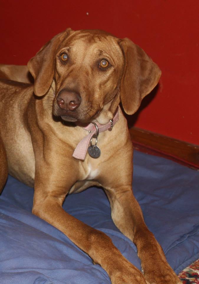 MR Ridgebacks: Our Ridgeback Family