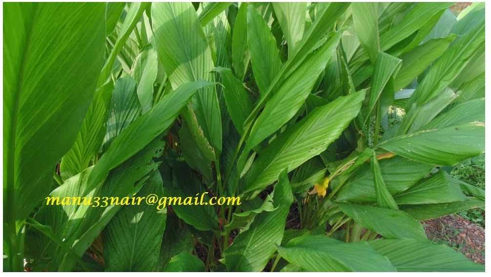 papanasini: MANJAL (മഞ്ഞൾ )