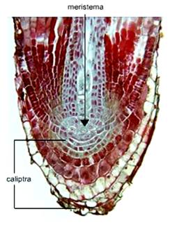 BIOLOGÍA: TEJIDO DE CRECIMIENTO O MERISTEMAS