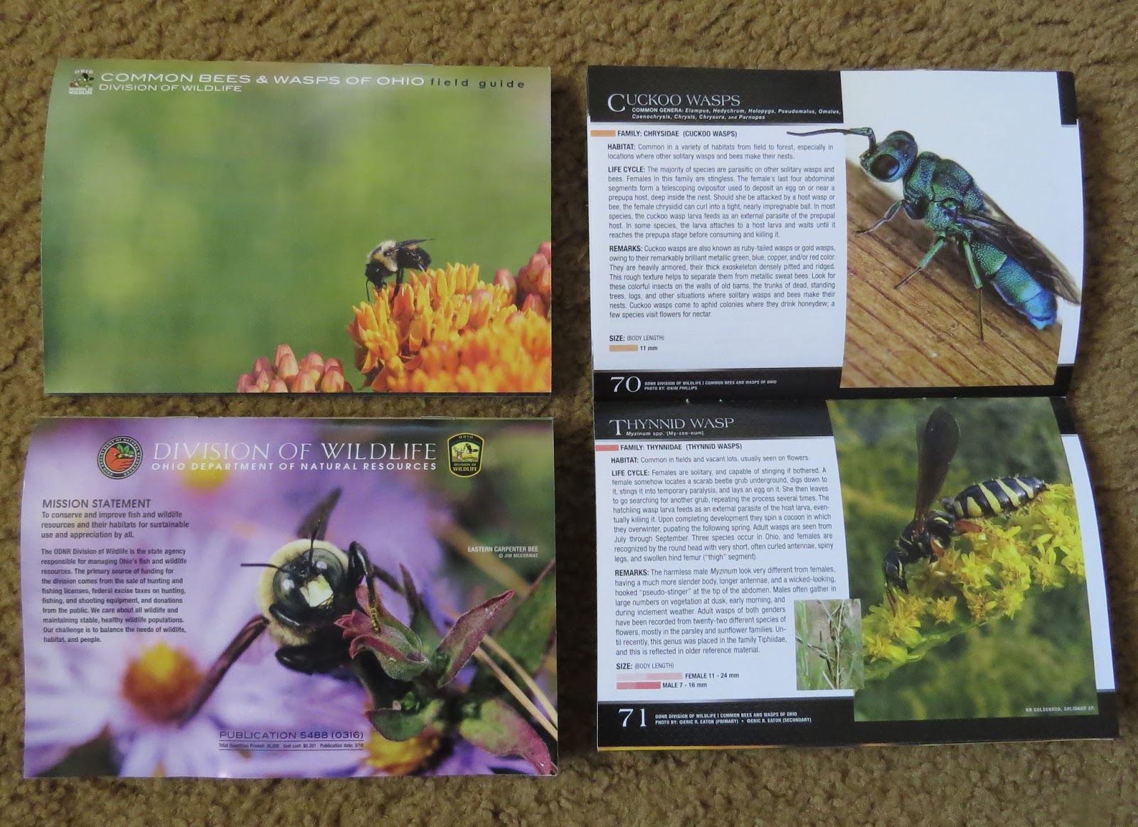 Bug Eric: New, Free Field Guide to Common Bees & Wasps of Ohio Now ...