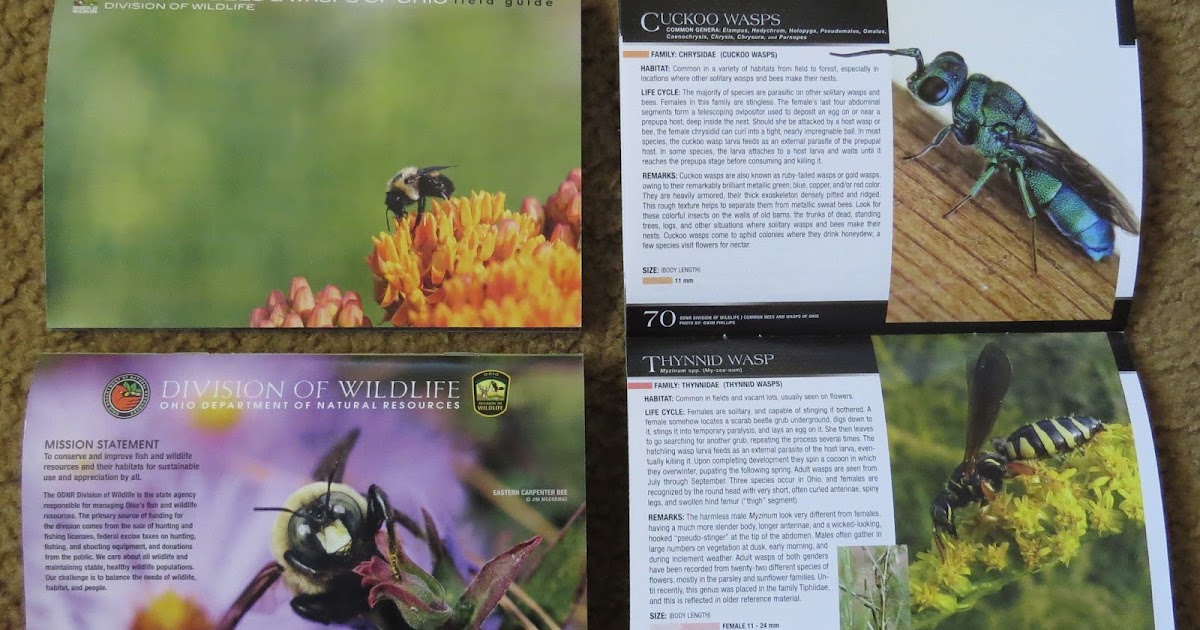 Bug Eric: New, Free Field Guide to Common Bees & Wasps of Ohio Now ...